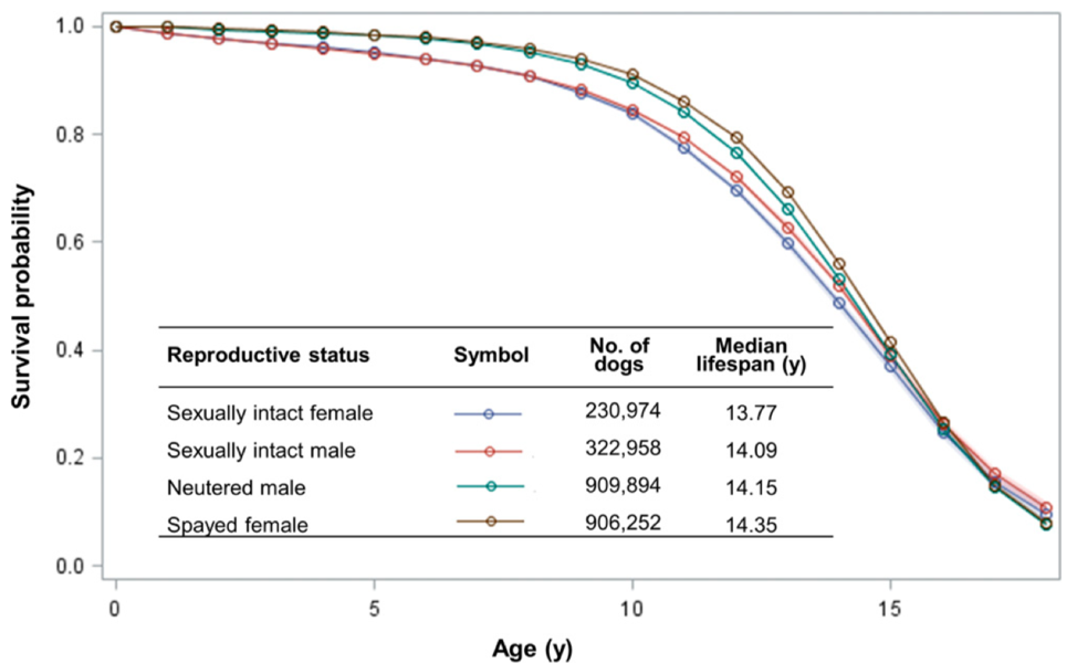 Neutered Dogs Live Longer than Intact Dogs